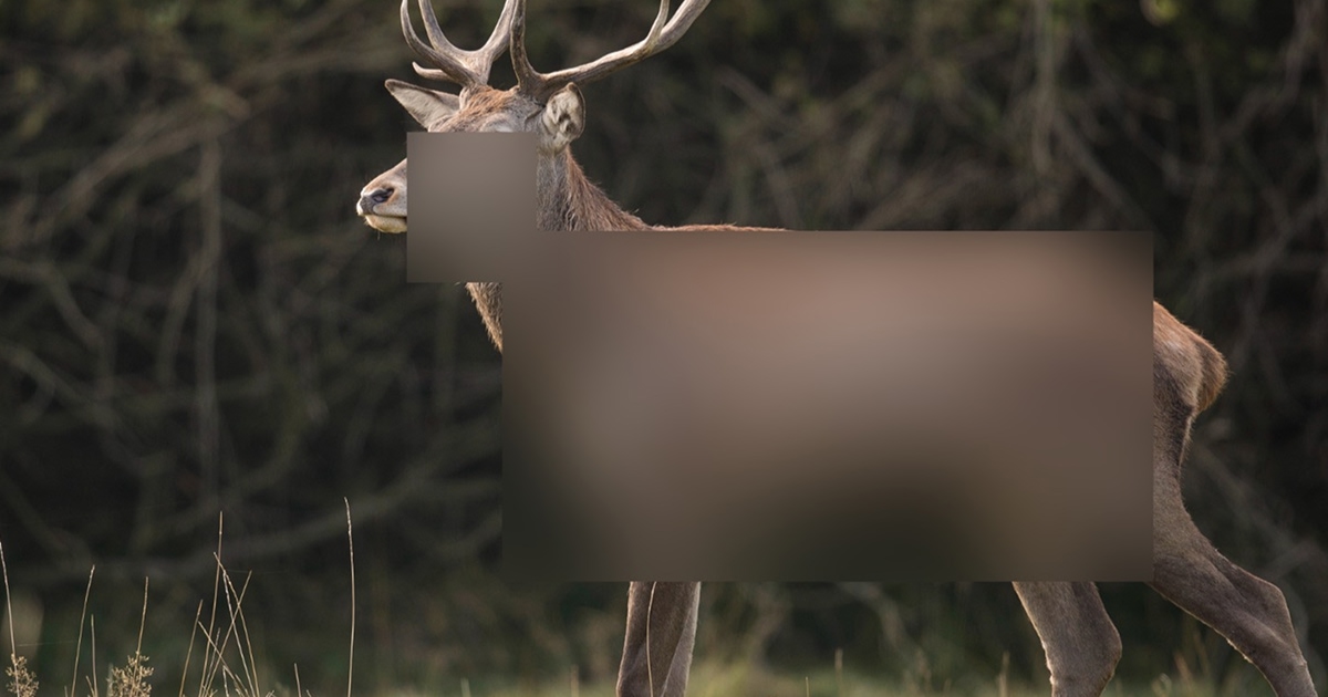 Po zombie králikoch ľudí vystrašili zmutované jelene: Po celom tele im ...