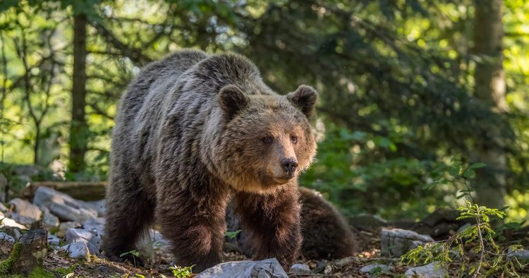 Medveď sa objavil pri vstupe do obce: Samospráva vyzýva ľudí na zvýšenú ...