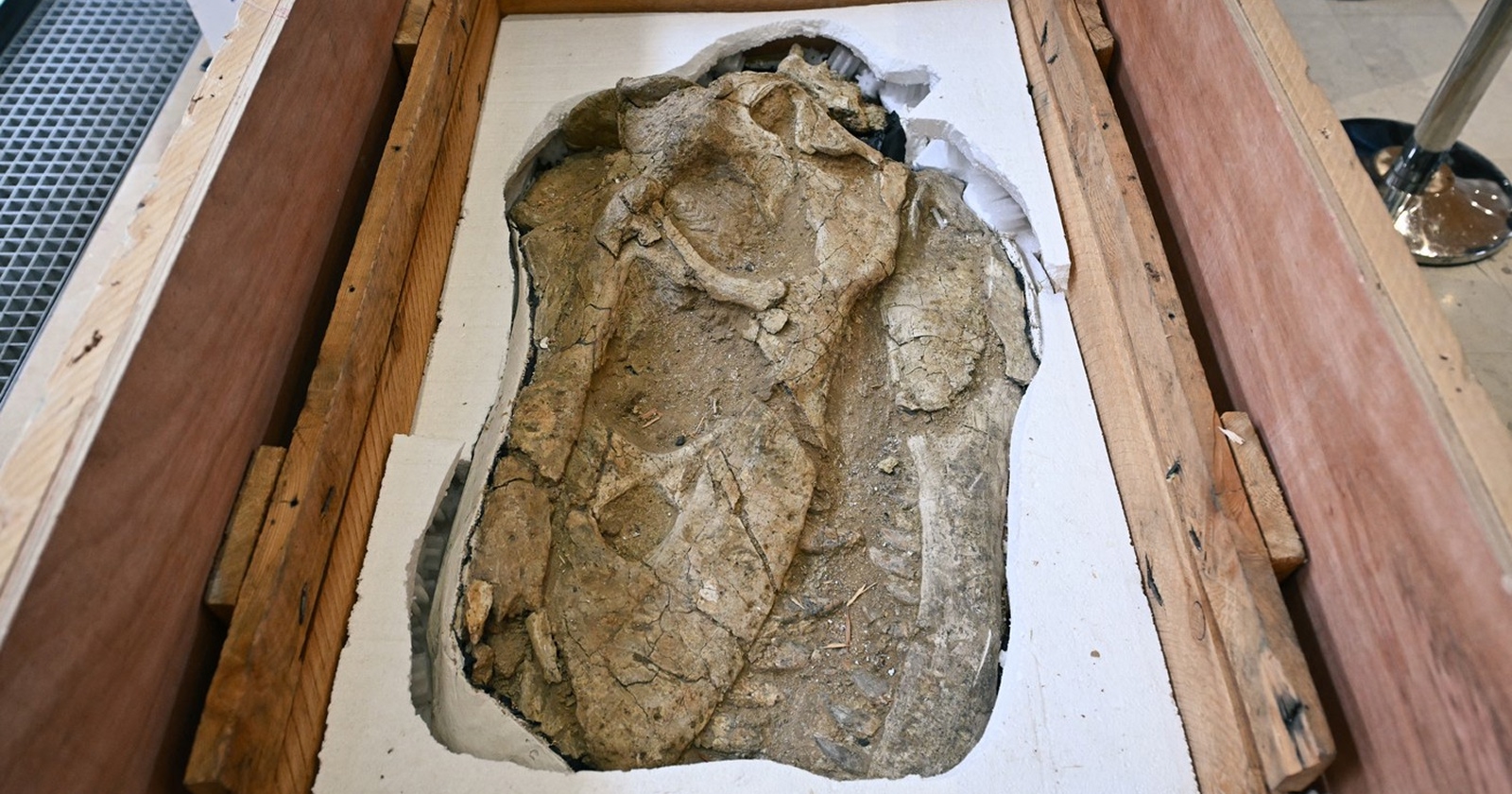 Tarbosaurus sa vracia domov: Francúzsko odovzdalo Mongolsku 70 miliónov ...