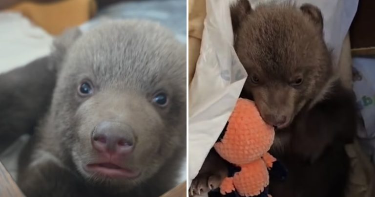 Príbeh medvieďat pokračuje: V bojnickej zoo sa im darí, priberajú a ...